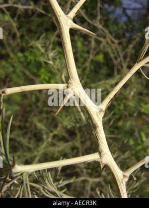 White asparagus (Asparagus albus), Asparagaceae Stock Photo - Alamy