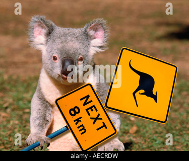 Koalas and kangaroos warning road sign, North Stradbroke Island ...