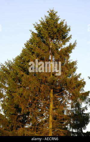 fir tree, damaged, dead branches Stock Photo - Alamy