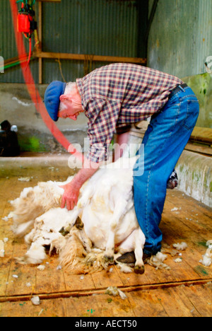 sheep being clipped for wool fleece Stock Photo - Alamy