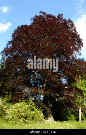 Copper Beech in landscape Stock Photo - Alamy