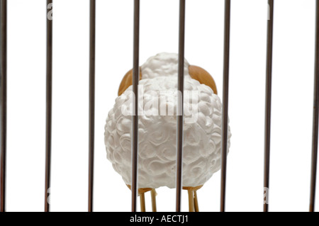 White sheep behind iron bars Stock Photo - Alamy