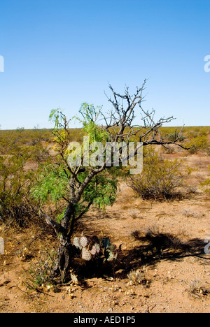 Desert scene with scrub tree and cactus Stock Photo - Alamy