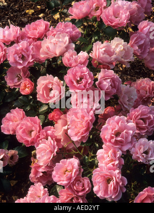 Ground Cover Roses - Rosa `Surrey' GCR044232 Stock Photo - Alamy
