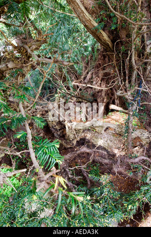 The oldest Yew tree (taxus baccata) thought to be over 600 years old ...
