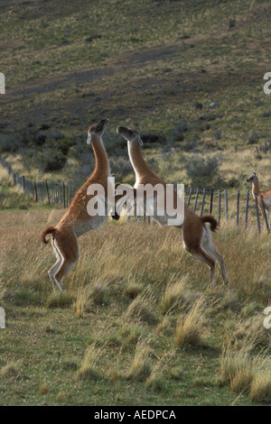 Fighting Guanacos in Torres del Paine Stock Photo - Alamy