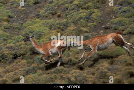 Adult Guanacos fighting Stock Photo - Alamy