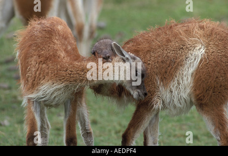 Juvenile Guanacos neck biting Stock Photo - Alamy