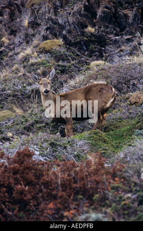 female Huemul Deer (Hippocamelus bisulcus), Torres del Paine NP, Chile ...