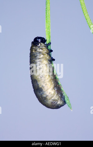 Asparagus beetle larvae on asparagus Stock Photo - Alamy