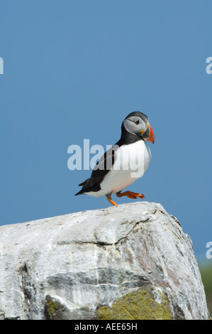 Puffin walking on rock Stock Photo - Alamy