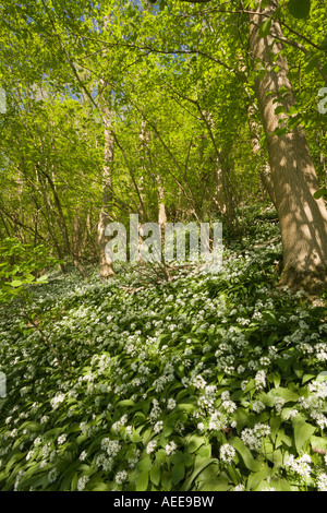 Forest of Dean, Gloucestershire. UK Stock Photo - Alamy