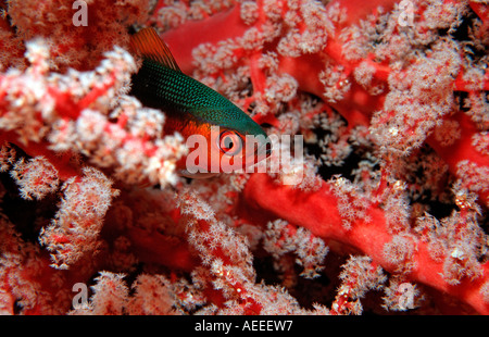 Neon fusilier Pterocaesio tile Bali Indian Ocean Indonesia Stock Photo ...
