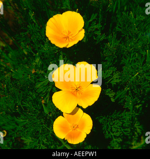 Vertical close-up of bright green weeping willow leaves dipping into ...