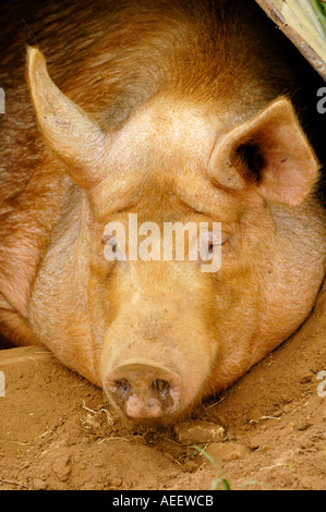 Pig farming freerange sows on commercial outdoor unit with drinking ...