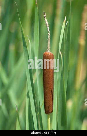 southern cattail (Typha domingensis Stock Photo - Alamy