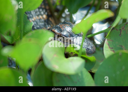baby American alligators reptiles immature juvenile alligator ...