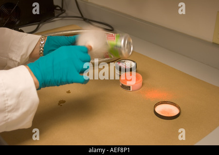 Forensic latent fingerprint expert dusting soda can with fluorescent ...