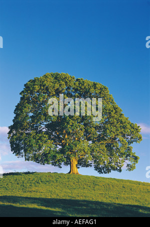 Spring UK, Oak Tree in Field Stock Photo - Alamy