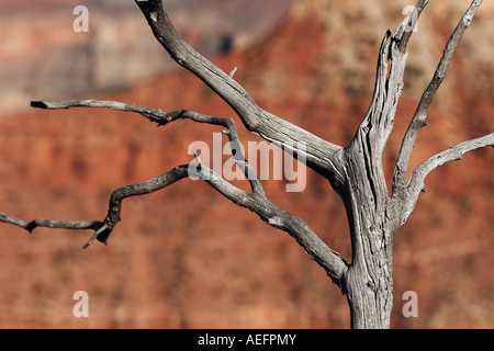 Dead Tree Limb Details South Rim Grand Canyon National Park Arizona USA ...