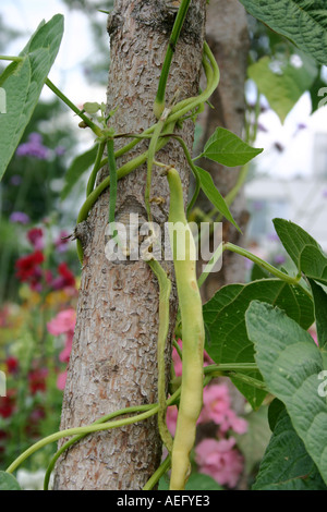 Pole beans climbing up a string trellis Stock Photo - Alamy