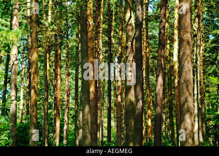 Fir tree ABIES, Virginia Water, Surrey, England, UK Stock Photo - Alamy