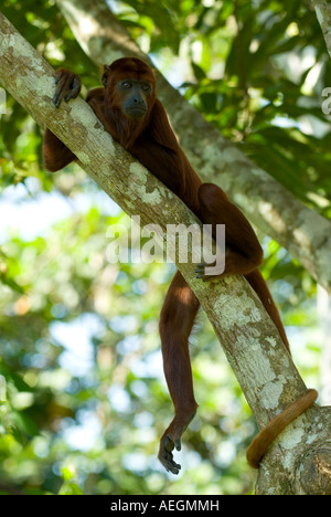 Peru, Amazon Rainforest, Howler monkeys, among the largest of the New ...