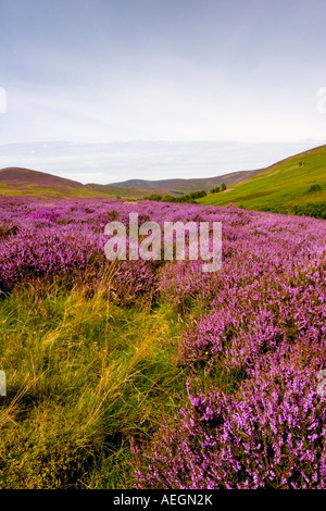 Glen Lethnot, Angus, Scotland Stock Photo - Alamy