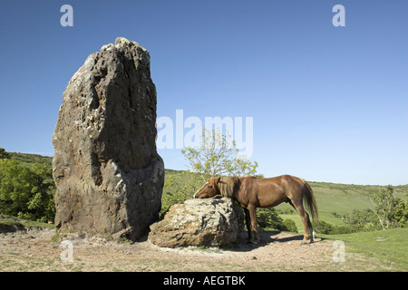 The Longstone north of Mottistone village with a New Forest Pony - Isle ...