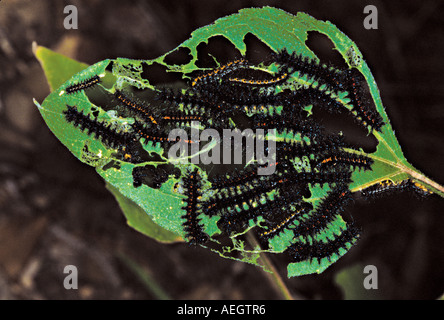 The black form of the caterpillars of Bordered Patch, one of the most ...