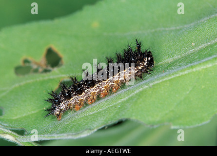 The black form of the caterpillars of Bordered Patch, one of the most ...