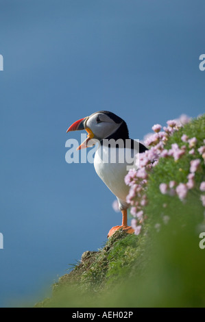 Atlantic Puffin, Fratercula artica, calling, Isle of Lunga, Scotland ...