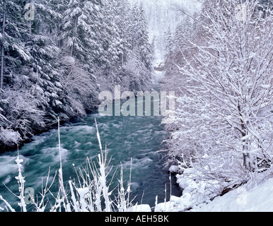 Snowy forest, Willamette National Forest, Oregon Stock Photo - Alamy