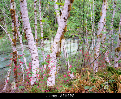 Alder trees and red current (Ribies sanguinium) along banks of ...