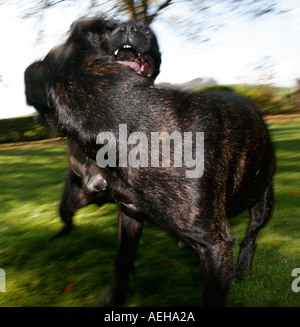 Staffordshire Bull Terriers Fighting Stock Photo - Alamy