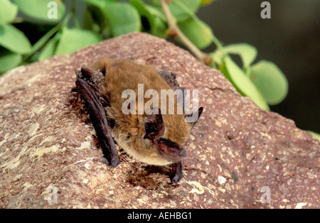California Myotis Myotis californicus Alamos Sonora MEXICO January ...