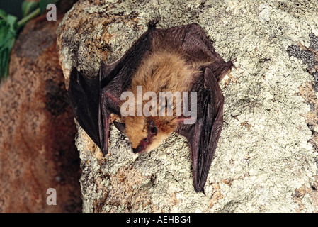 California Myotis Myotis californicus Alamos Sonora MEXICO January ...