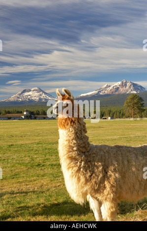 Llamas on farm with Three Sisters Mountains Oregon Stock Photo - Alamy