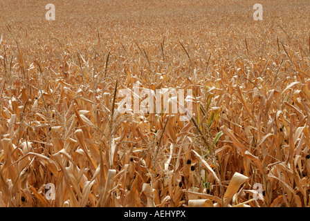 Corn field, Georgia, USA Stock Photo - Alamy