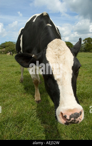 Farmer With Friesian Cows, Ireland Stock Photo - Alamy