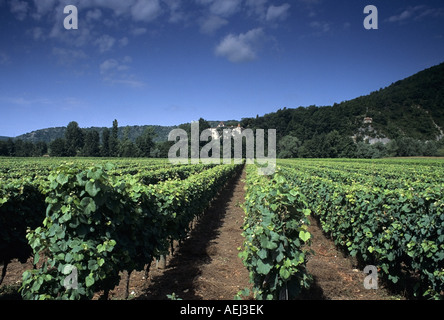 france vineyards parnac near cahors lot valley midi pyrenees region ...