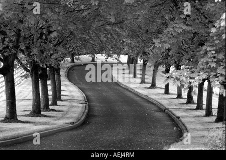 Maple tree lined drive Stock Photo - Alamy