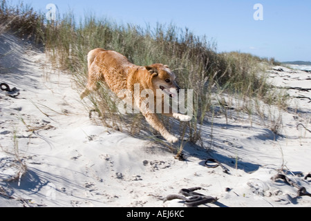dingo running fast on a beach Stock Photo: 22660168 - Alamy