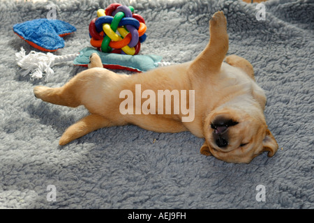 Yellow labrador retriever dog sleeping on the bed between owners feet ...