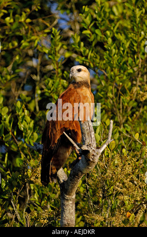 Fish Buzzard (Busarellus nigricollis), Pantanal, inland, wetland ...