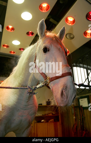 Horse in a stable with infrared light Stock Photo - Alamy