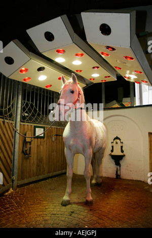 infrared shot of horse Stock Photo - Alamy