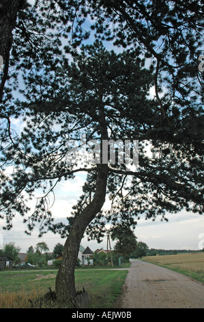 Austrian Pine Tree European Black Pine tree Pinus nigra tree Pinus ...