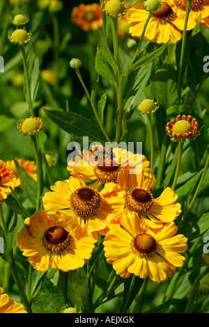 Flowering sneezeweed (Helenium Hybride Stock Photo - Alamy