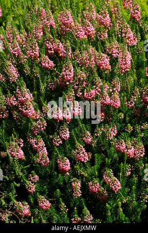 Flowering cornish heath cultivar St. Keverne (Erica vagans St. Keverne ...